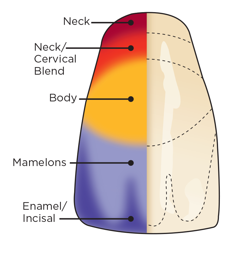 Portrait IPN Denture Teeth | Dentsply Sirona
